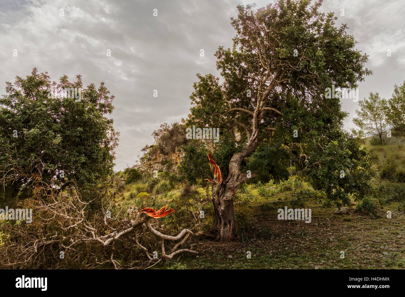 Broken branch of the tree hi-res stock photography and images - Alamy