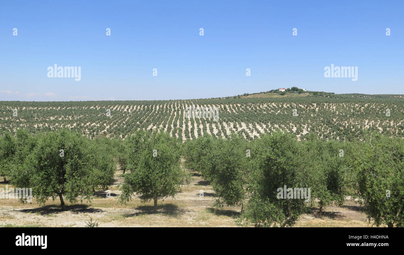 Olive trees jaen province hi-res stock photography and images - Alamy