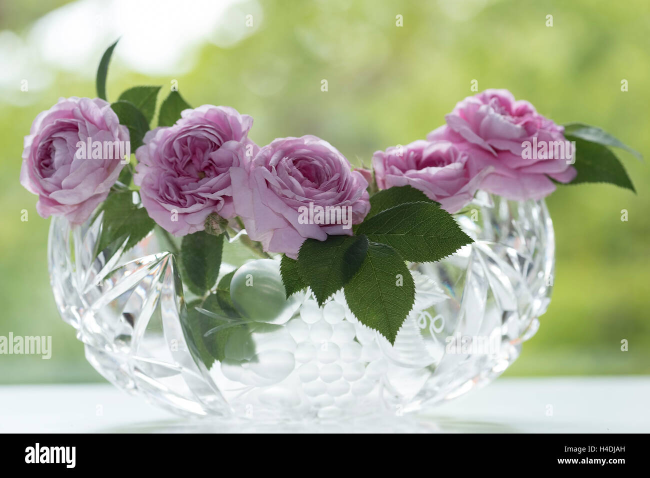 English roses, pink, crystal bowl, background light green, back light ...