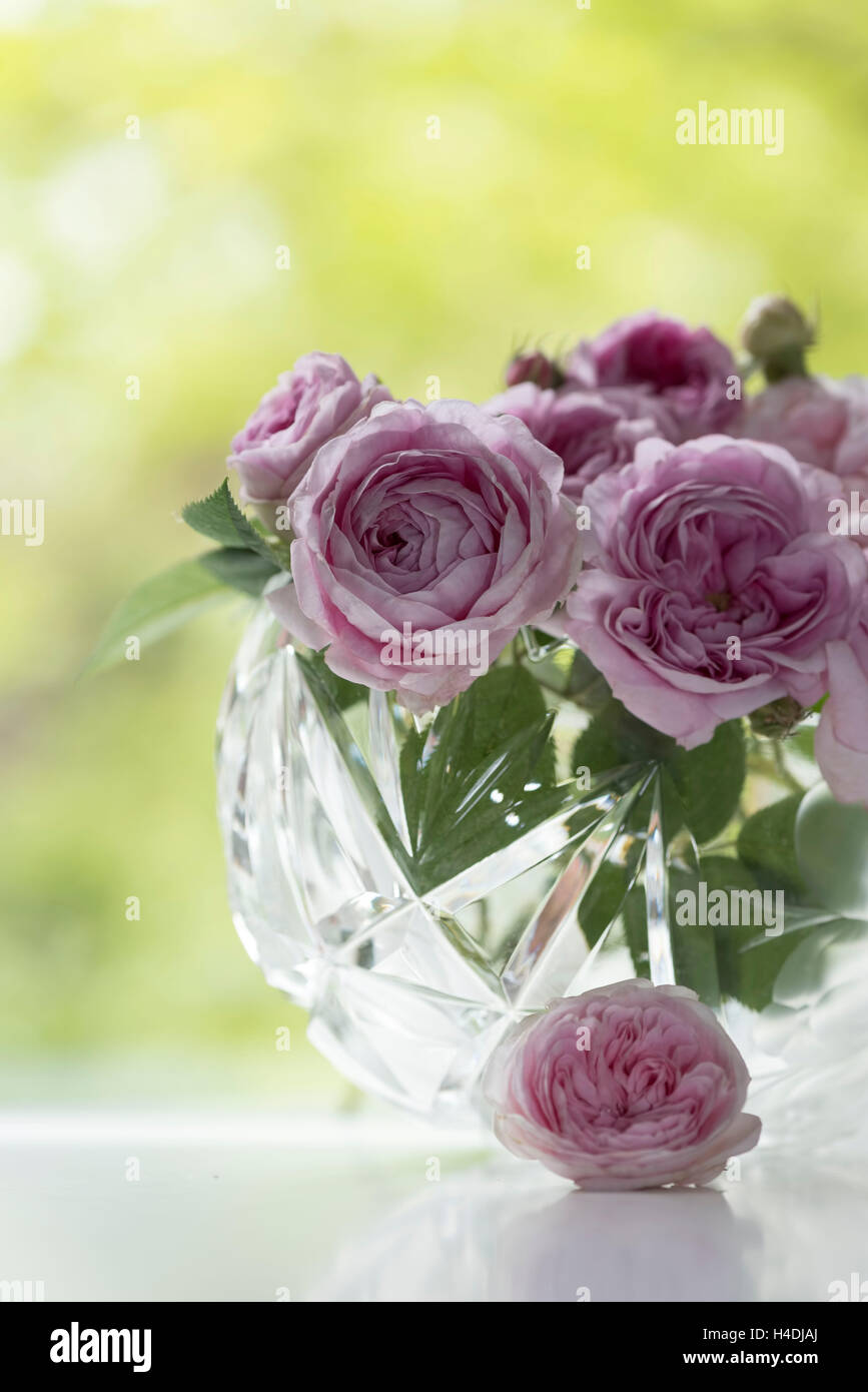 English roses, pink, crystal bowl, background light green, back light ...