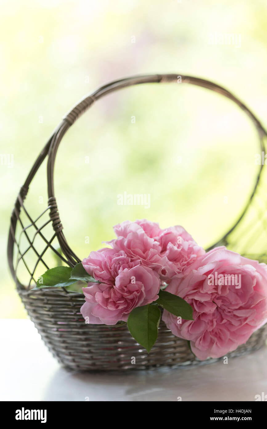 English roses, pink, silver basket, background light green, back light ...