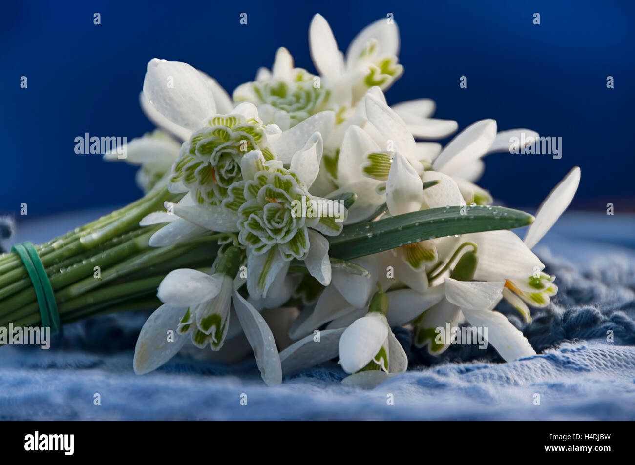 Snowdrop arrangement hi-res stock photography and images - Alamy