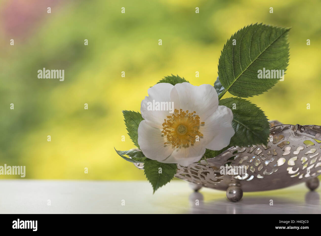 Still life, white wild rose, silver bowl, elegantly, still life ...