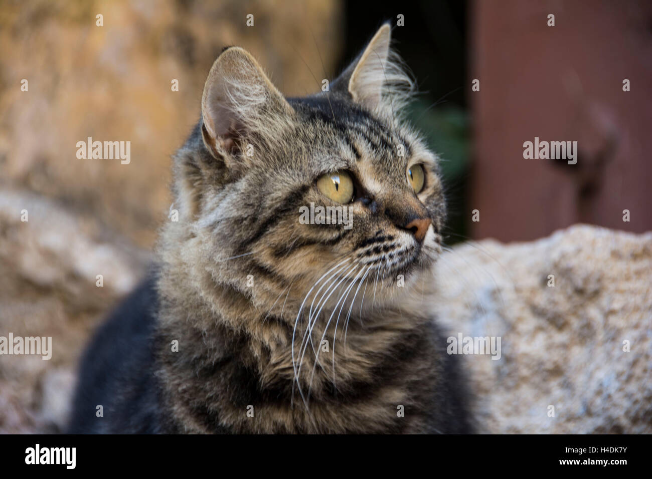 Mottled striped look hi-res stock photography and images - Alamy