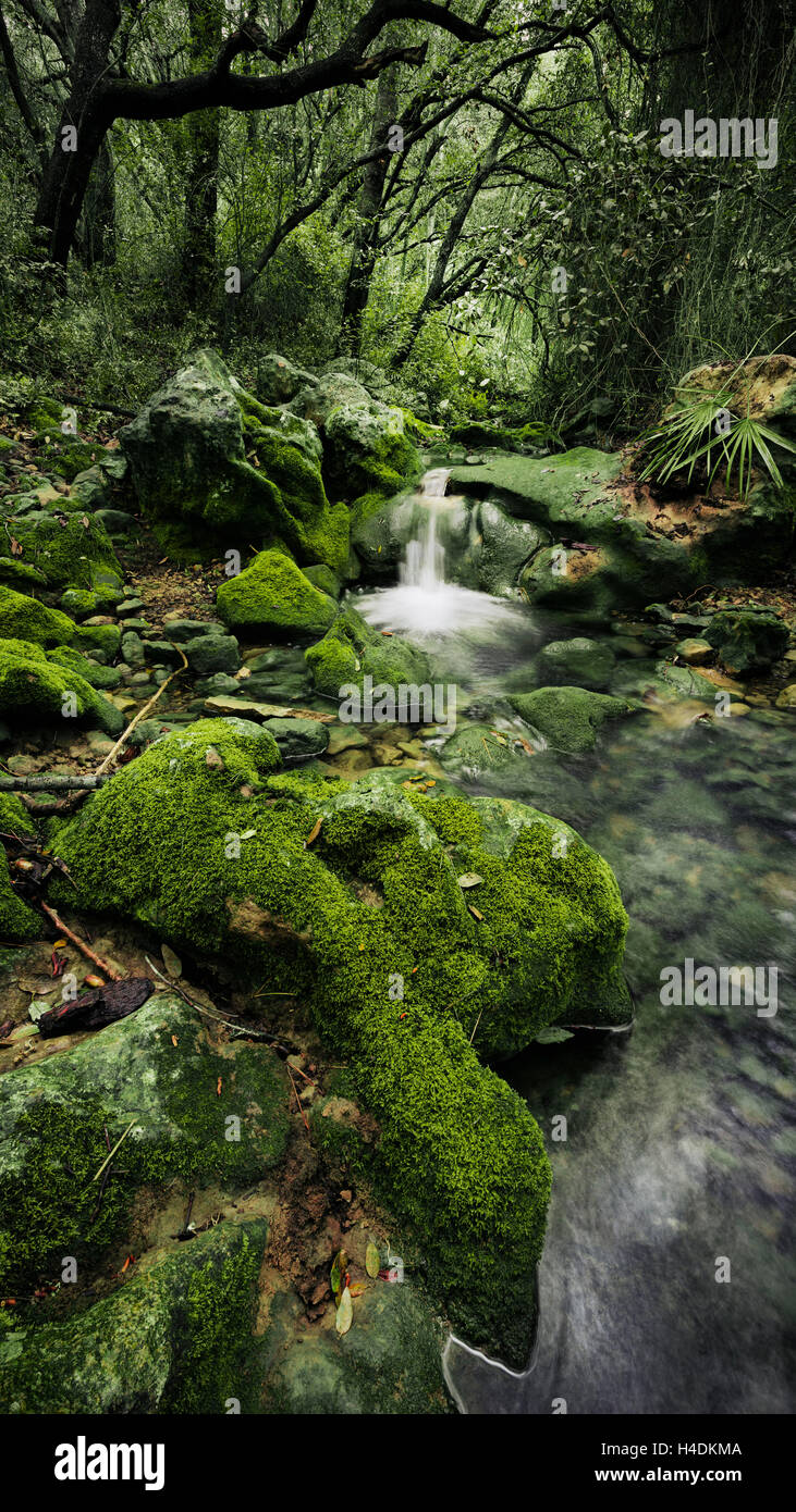Jungle with waterfall on Majorca, Spain Stock Photo - Alamy