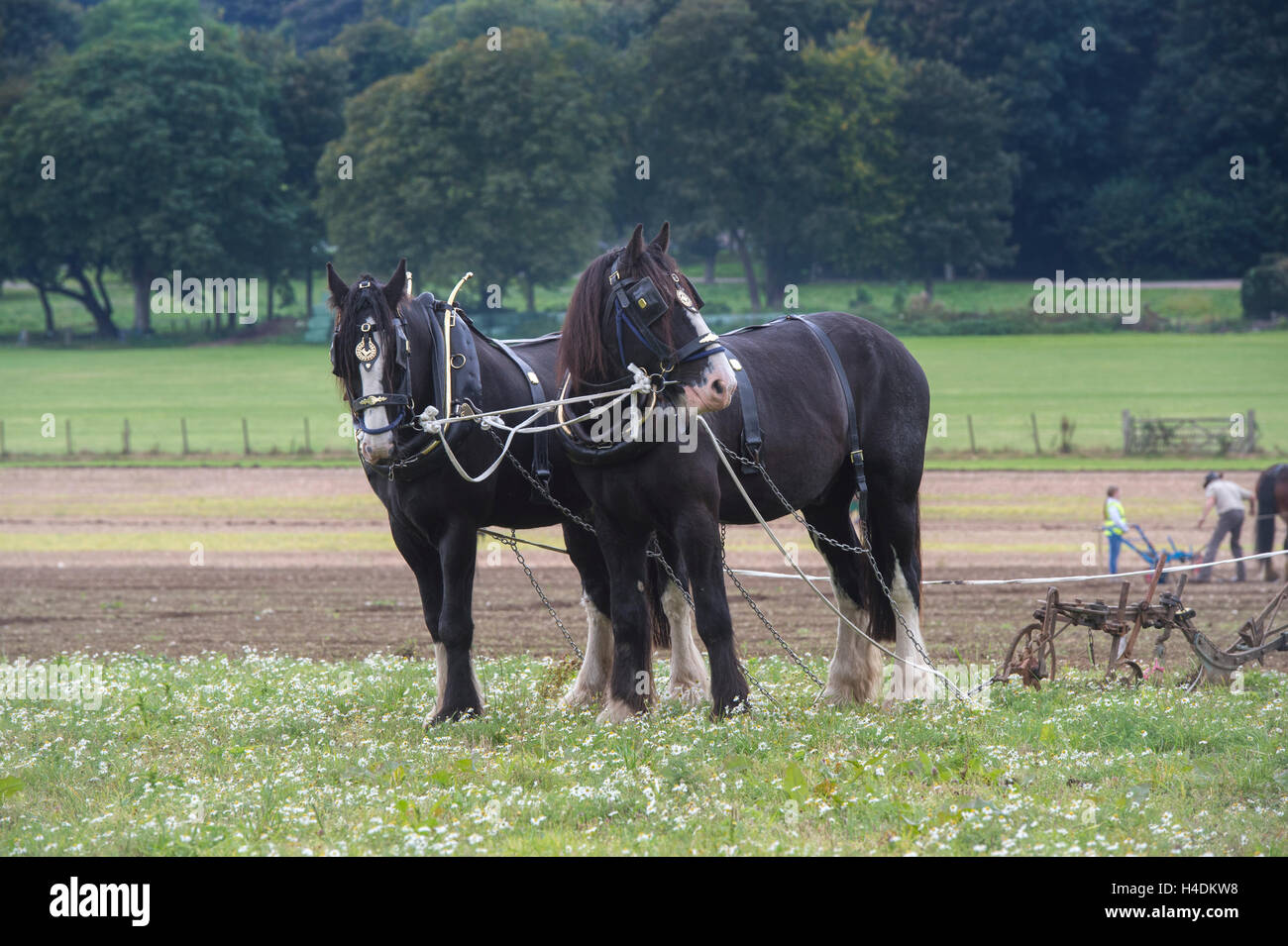 Traditional shire horses hi-res stock photography and images - Alamy