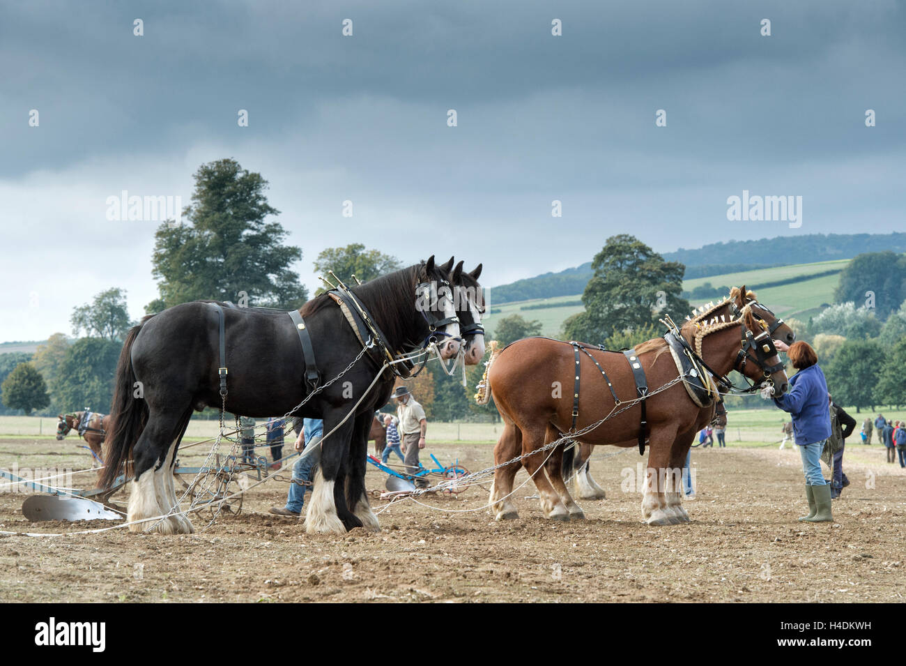 Suffolk punch and shire horses ploughing at Weald and Downland open air ...
