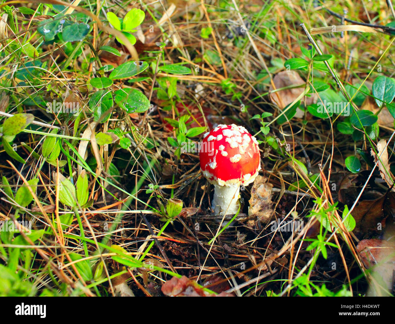 Red big toadstool in forest hi-res stock photography and images - Alamy