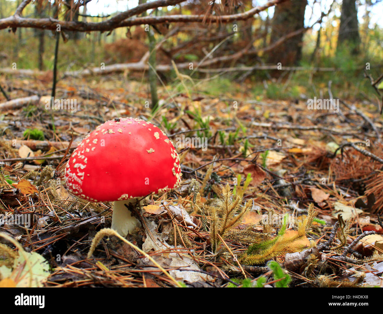 beautiful big red fly agaric with round cap in the forest Stock Photo ...