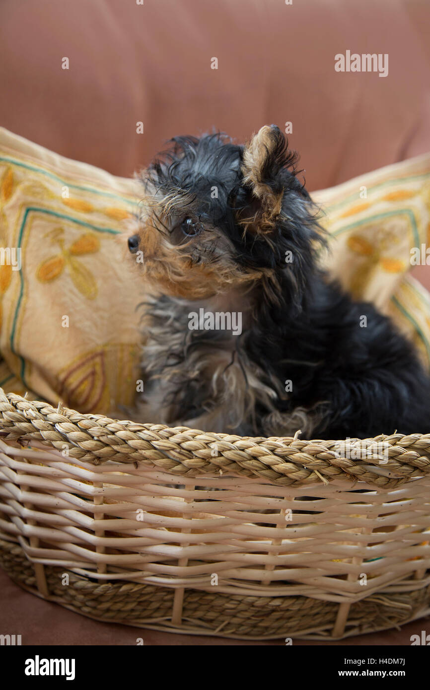 Yorkshire terrier Mini Toy, puppy, 12 weeks old, sits in of a basket ...