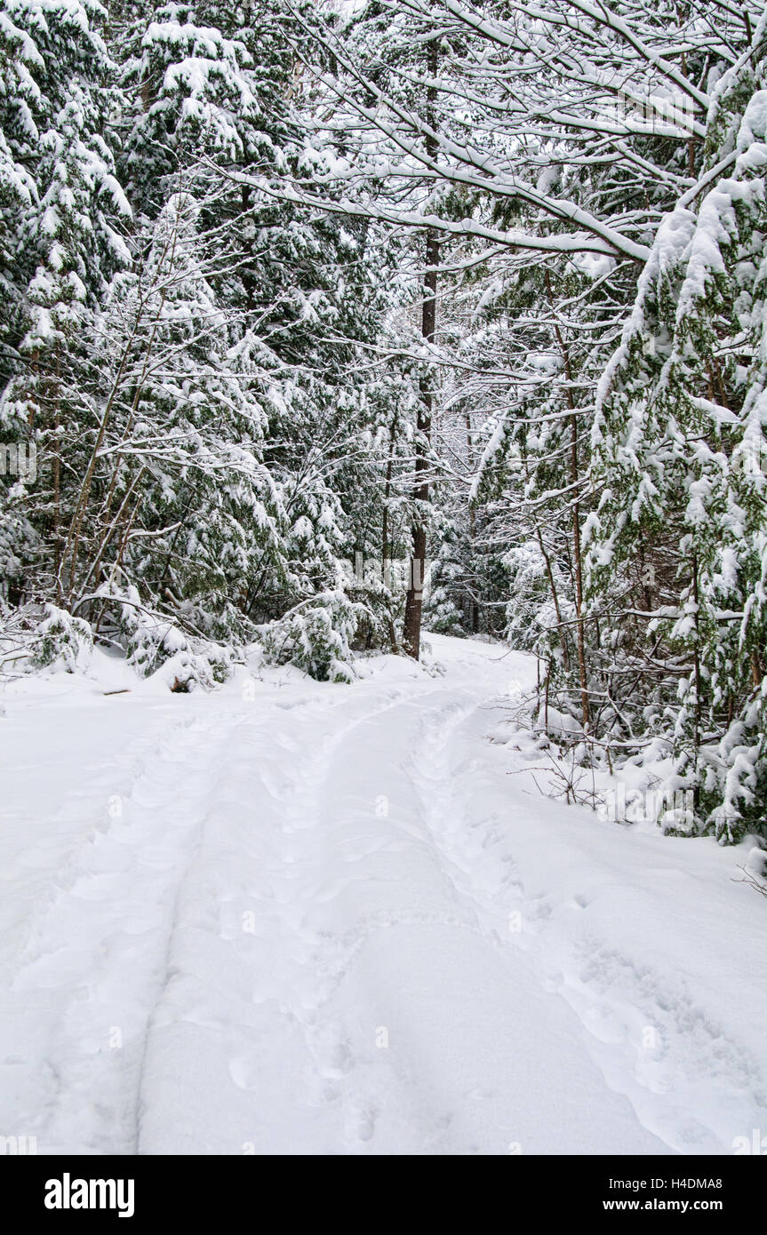 beautiful snow covered winter forest in ontario canada Stock Photo - Alamy