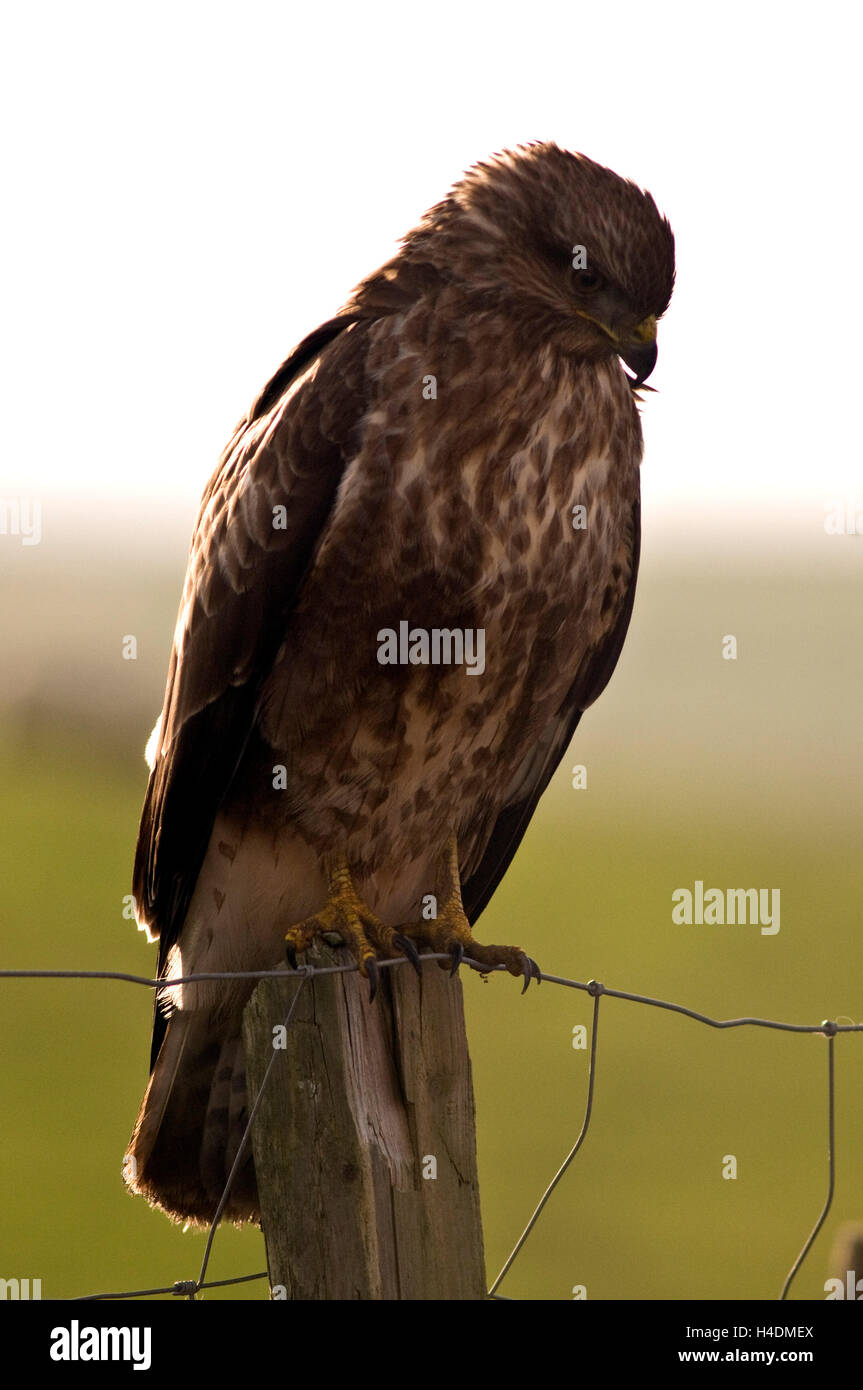A Buzzard on a Garden fence Stock Photo - Alamy