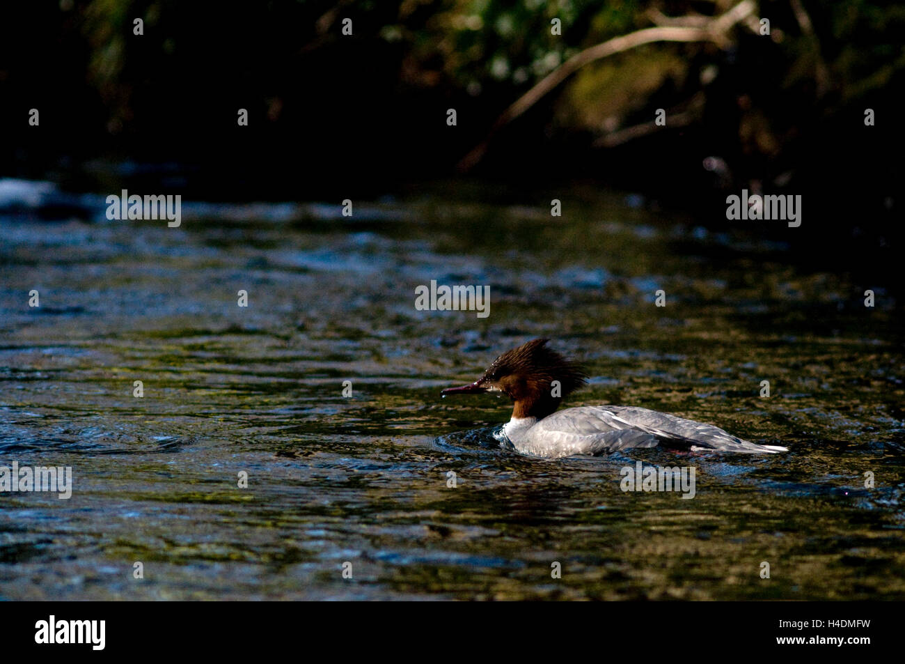 A Goosander on the River Stock Photo - Alamy