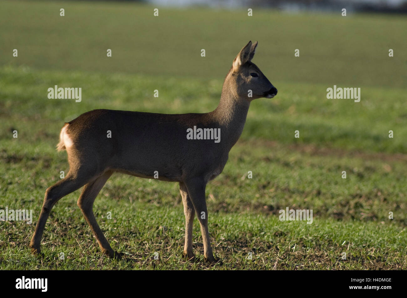 A Roe Deer Stock Photo - Alamy
