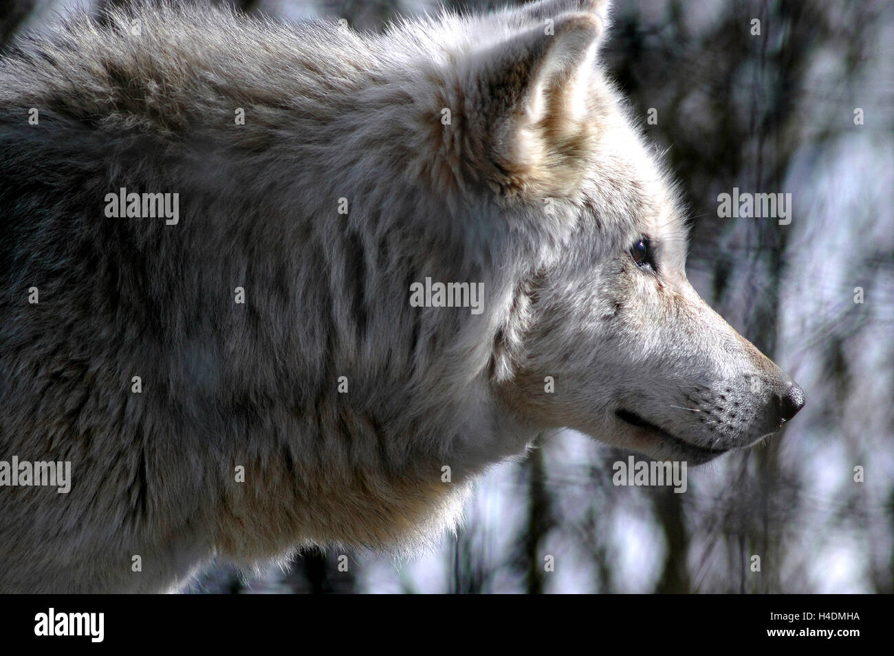 Wolf close hi-res stock photography and images - Alamy