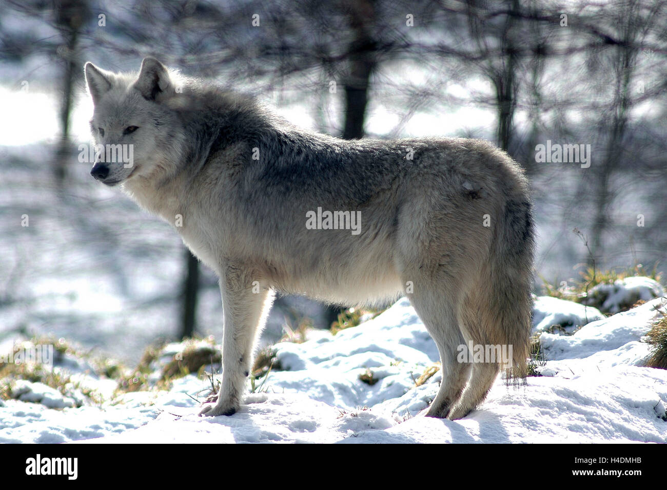Grey Wolf in Winter Snow Stock Photo - Alamy