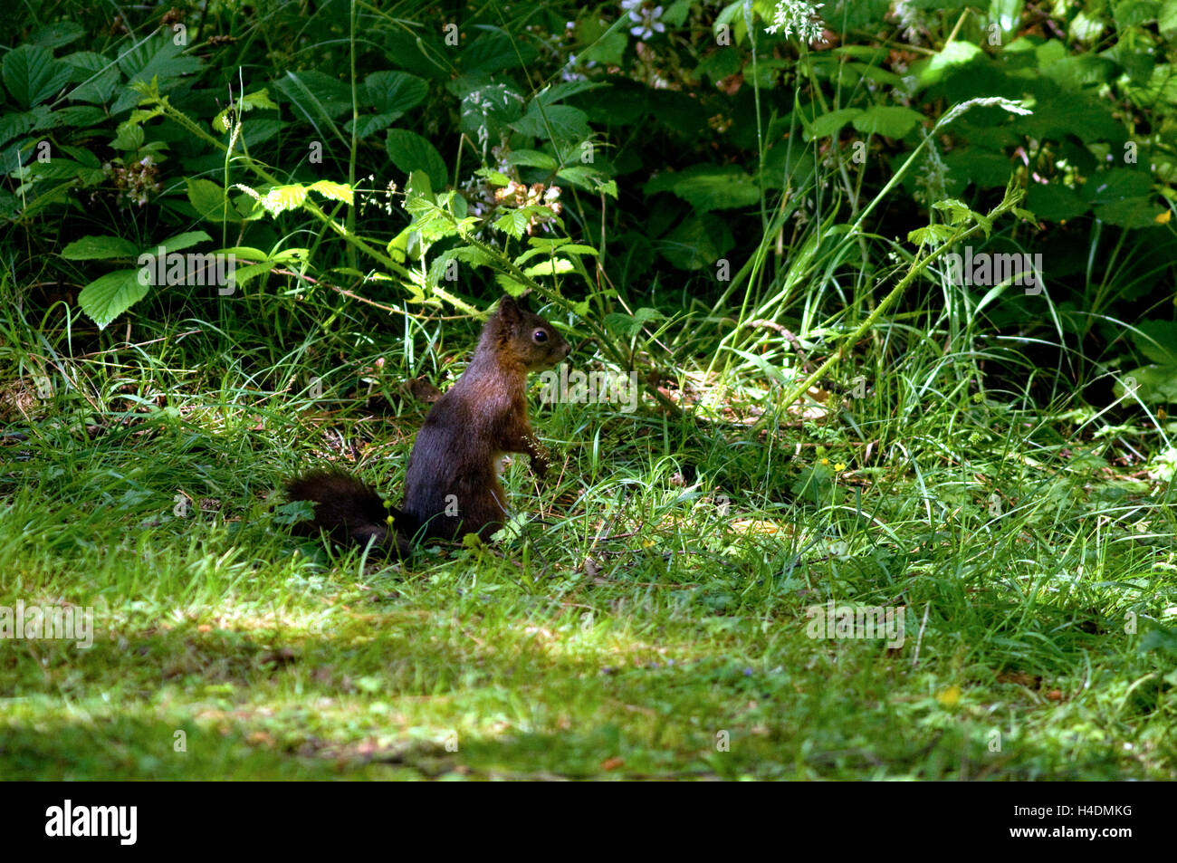 Dark Red Squirrel Stock Photo - Alamy