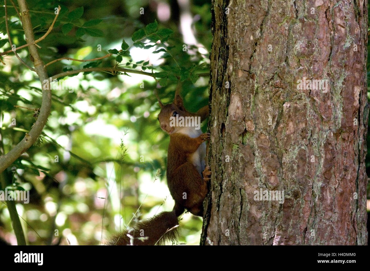 Maritime pine species hi-res stock photography and images - Alamy