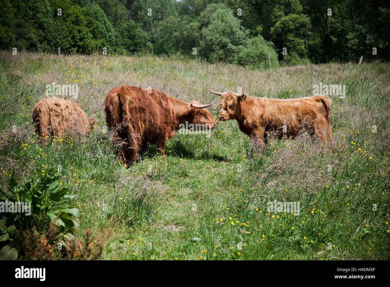 Pasture, robust cattles Stock Photo - Alamy
