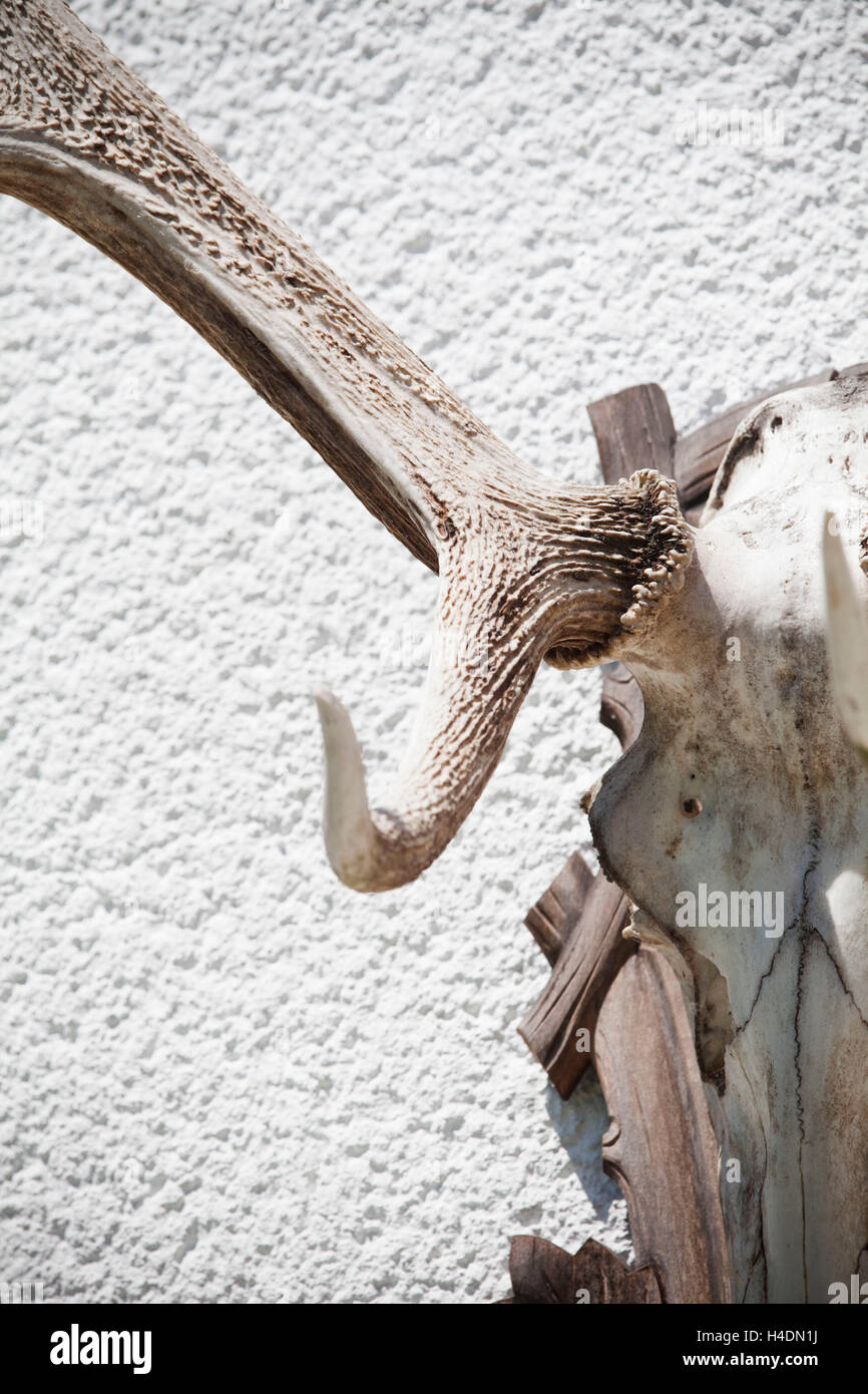 Red deer antlers hi-res stock photography and images - Alamy