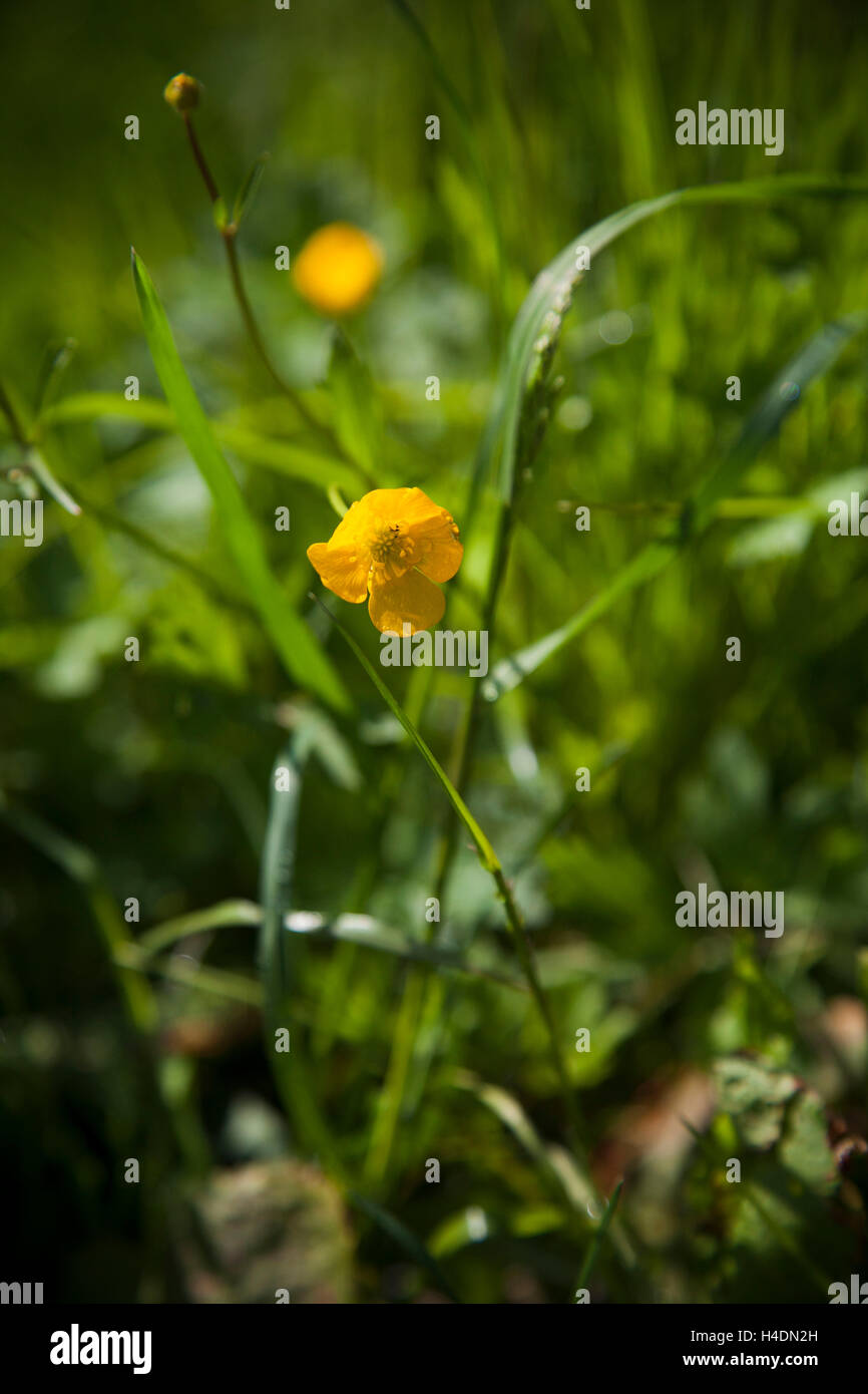 Crowfoot grass hi-res stock photography and images - Alamy