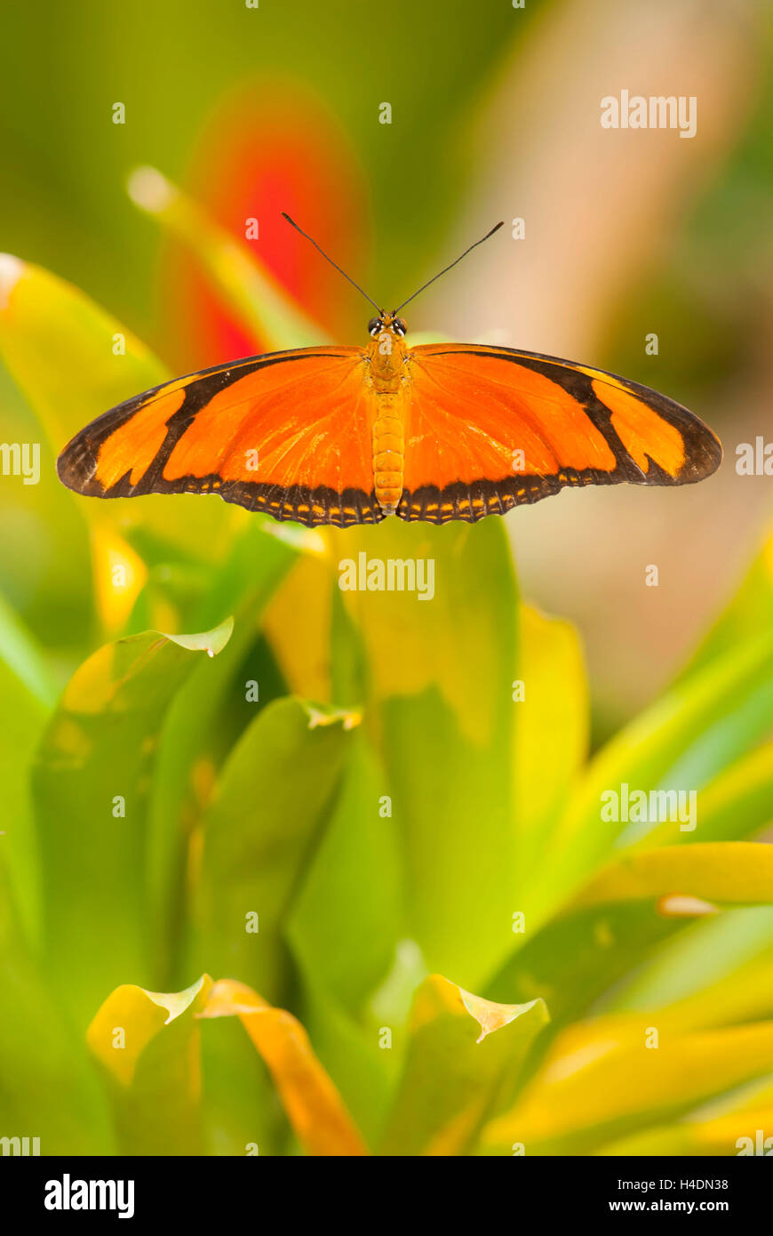 Butterfly "torch (driedas Juria) on blade of grass Stock Photo - Alamy
