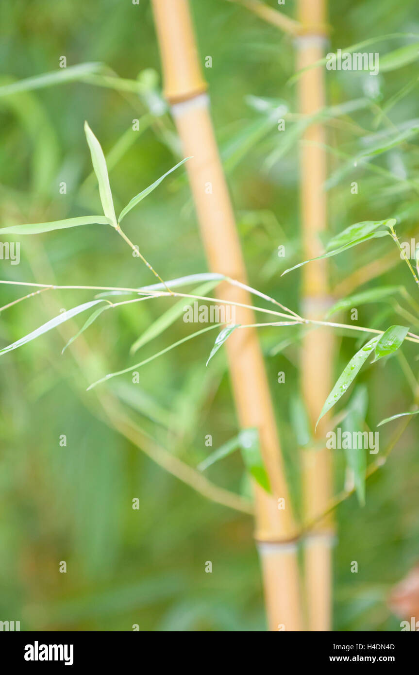 Japanese style bamboo fence hi-res stock photography and images - Alamy