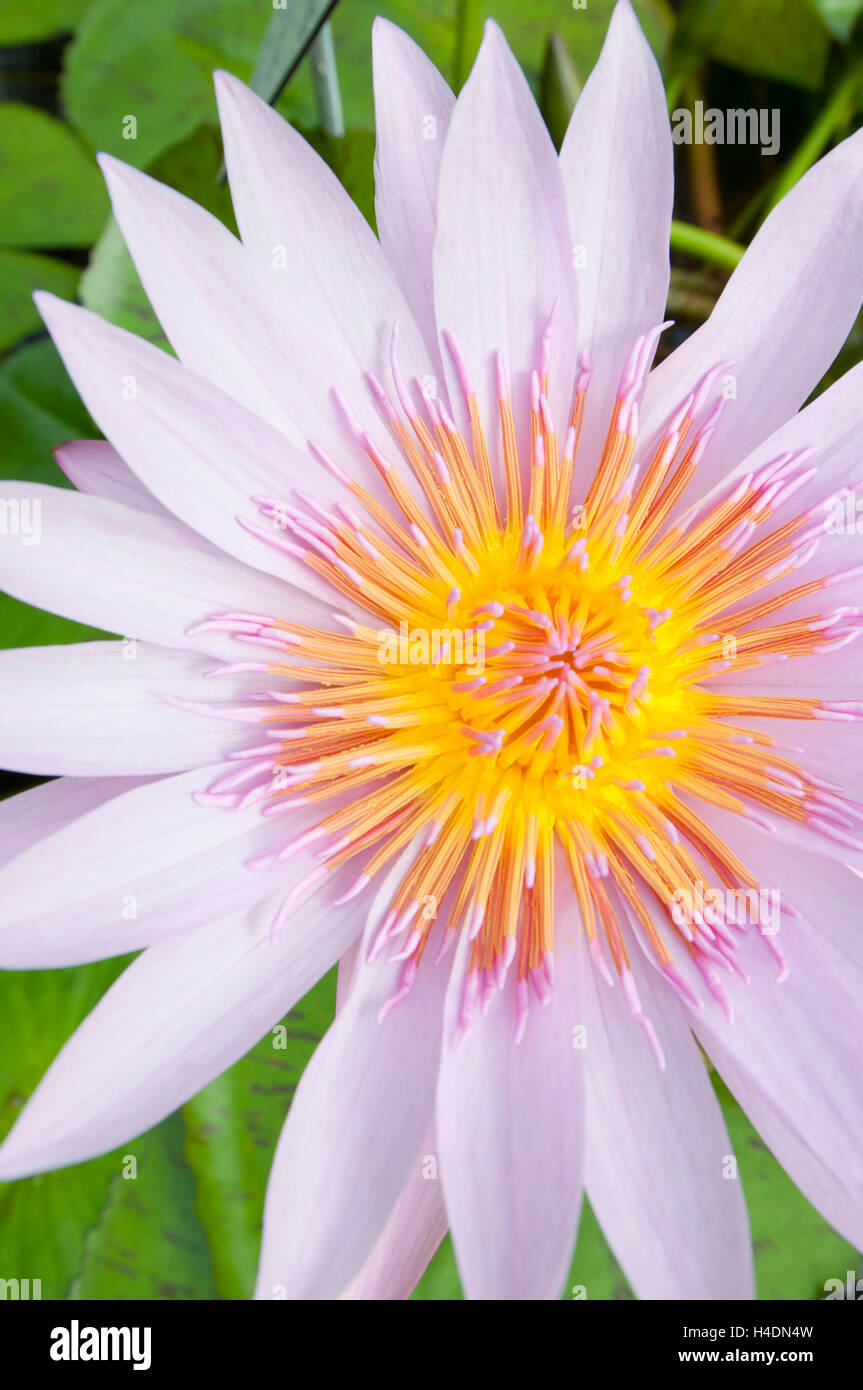 Water lily "Albert Greenberg" (Nymphaea hybrid, Nymphaeaceae Stock ...