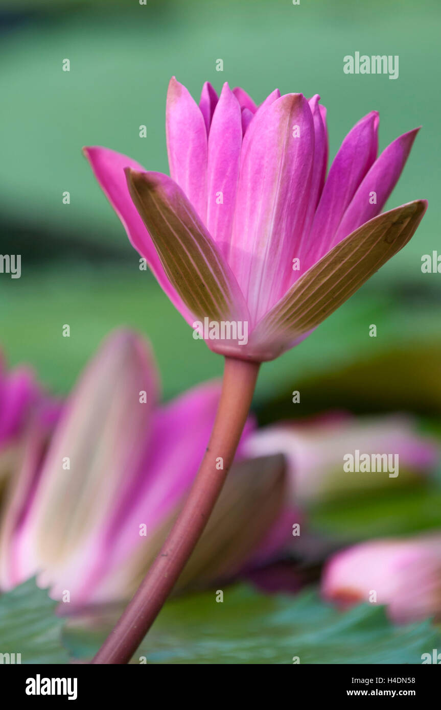 Water lily "Red Flare" (Nymphaea-Rubra, Nymphaeaceae Stock Photo - Alamy