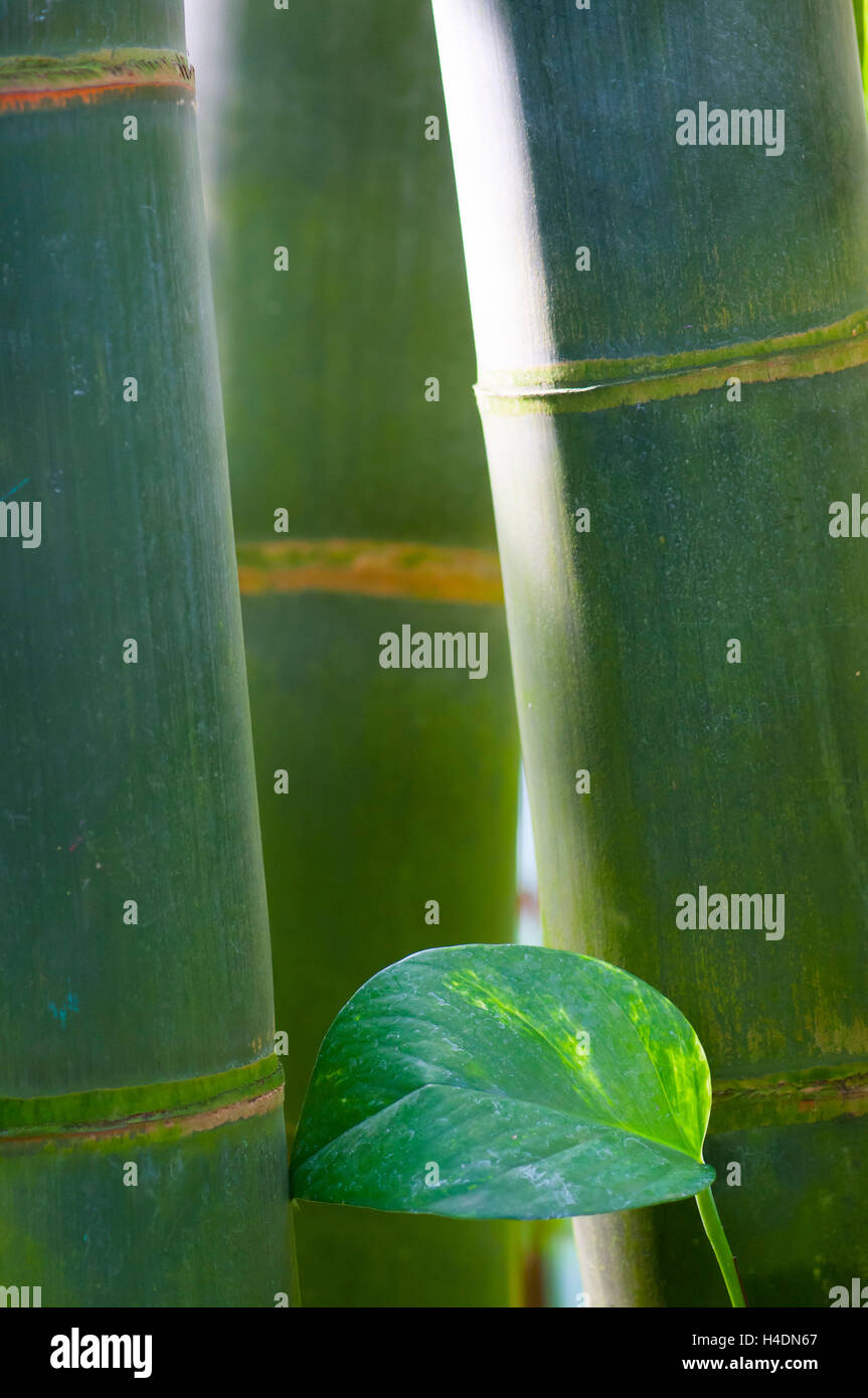 Small bamboo plants hi-res stock photography and images - Alamy