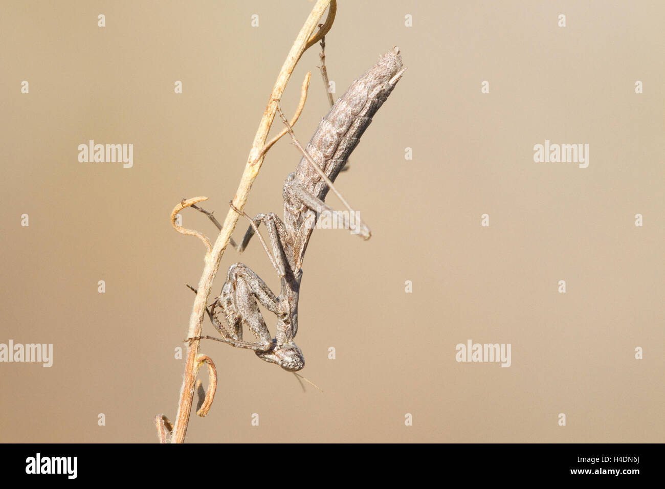 Stick insect camouflage hi-res stock photography and images - Alamy