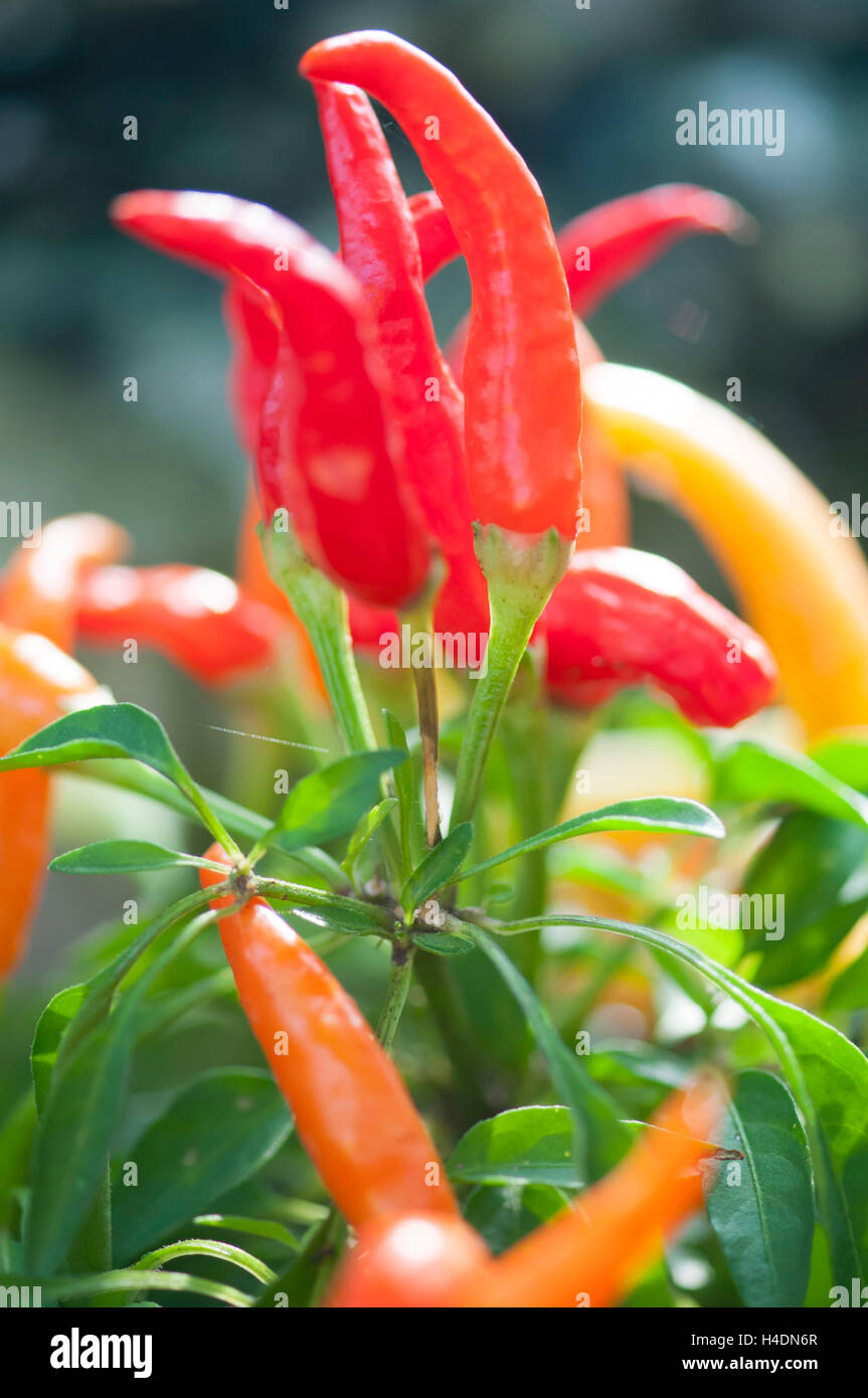 chilli peppers (Capsicum frutescens "Medusa" sharpness 7 Stock Photo ...