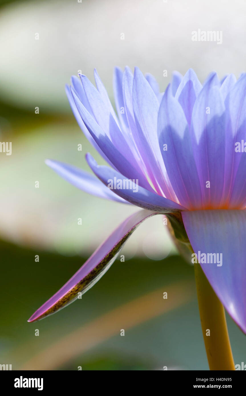 Water lily "Leopardess" (Nymphaea hybrid, Nymphaeaceae Stock Photo - Alamy