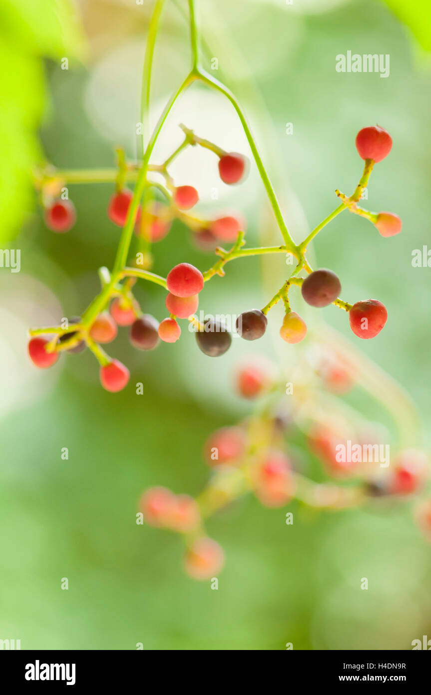 Fruits of the "grape pear" (Amelanchier ovalis Stock Photo - Alamy