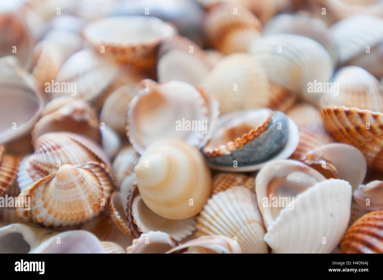 Coloured mussels hi-res stock photography and images - Alamy
