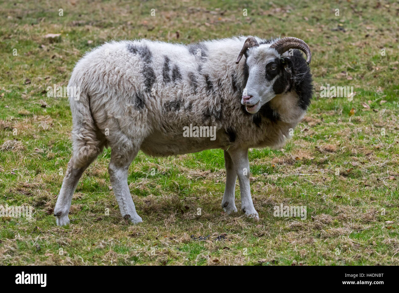 Heidschnucke ewe, moorland sheep breed from northern Germany grazing in ...