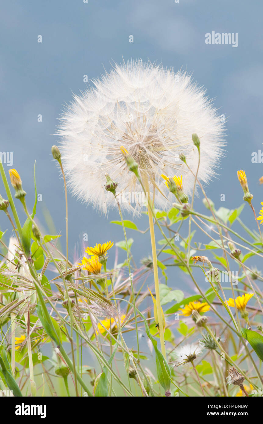Puff's flower with spring flowers Stock Photo - Alamy