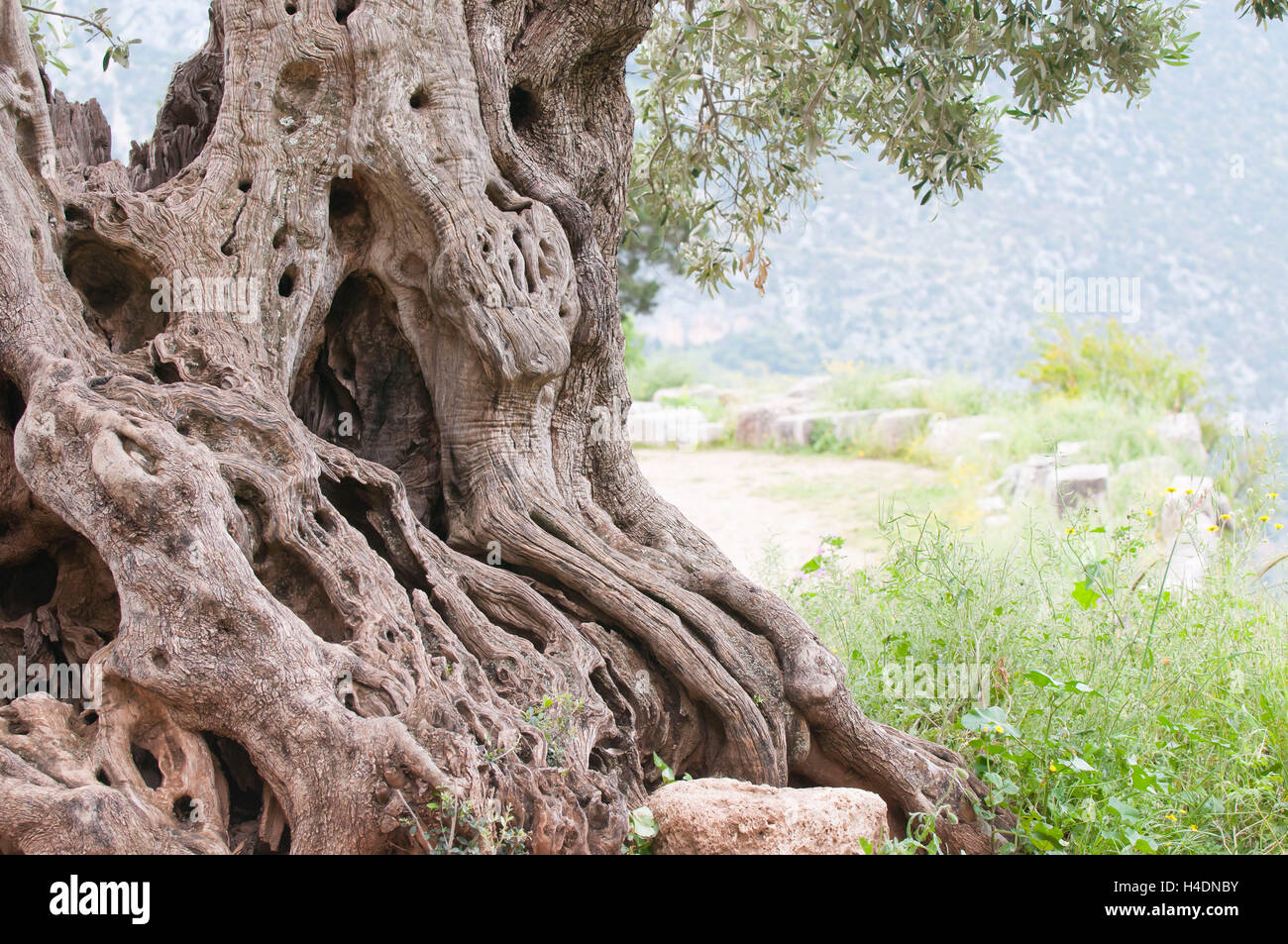 trunk of an old olive tree, Delphi, Greece Stock Photo - Alamy