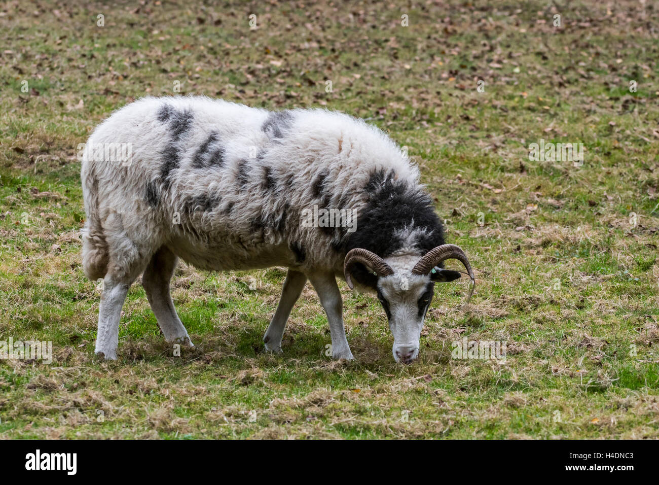 Heidschnucke ewe, moorland sheep breed from northern Germany grazing in ...