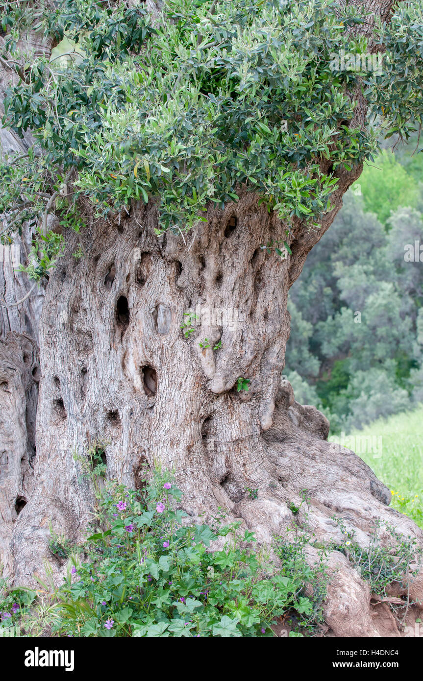 Olive trunk hi-res stock photography and images - Alamy