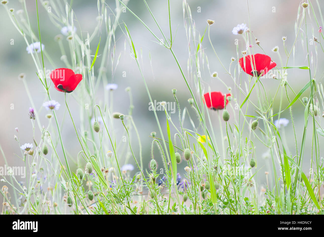 Poppy and other spring flowers, headache (Papaver rhoeas, Papaver ...