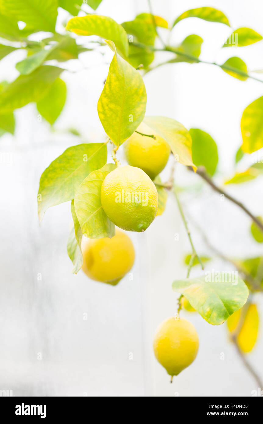 Lemons in lemon tree Stock Photo - Alamy