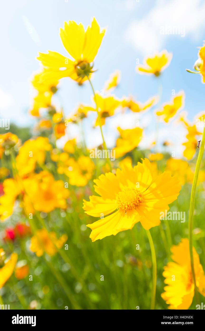 Yellow species hi-res stock photography and images - Alamy