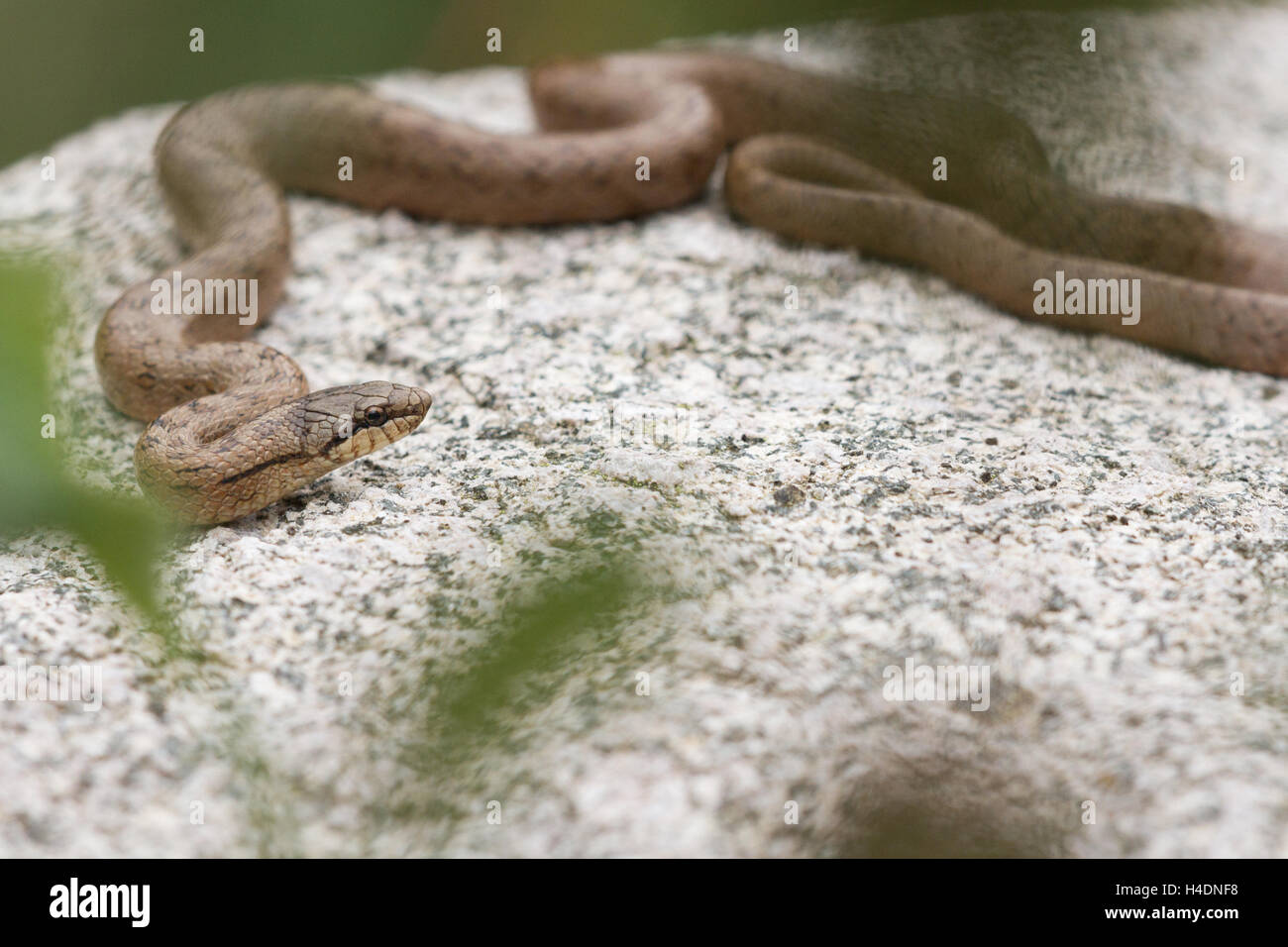 Wood snake hi-res stock photography and images - Alamy