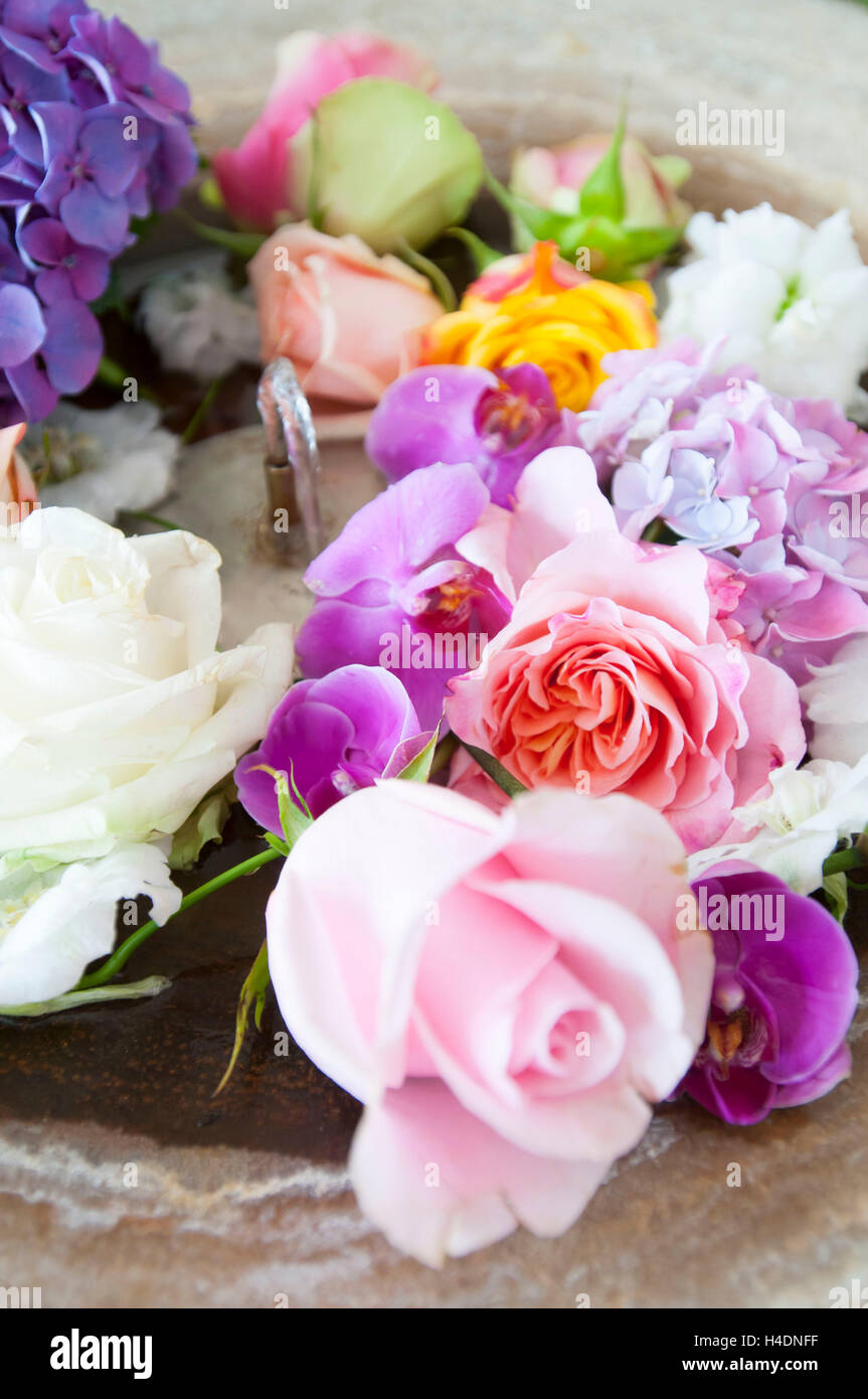 Roses (Rose, Rosaceae) in a well Stock Photo - Alamy