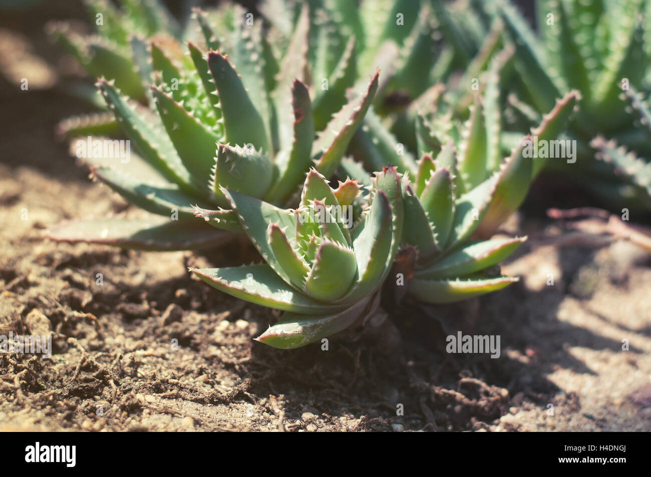 Close up on Leaves of medicinal aloe vera plant Stock Photo - Alamy