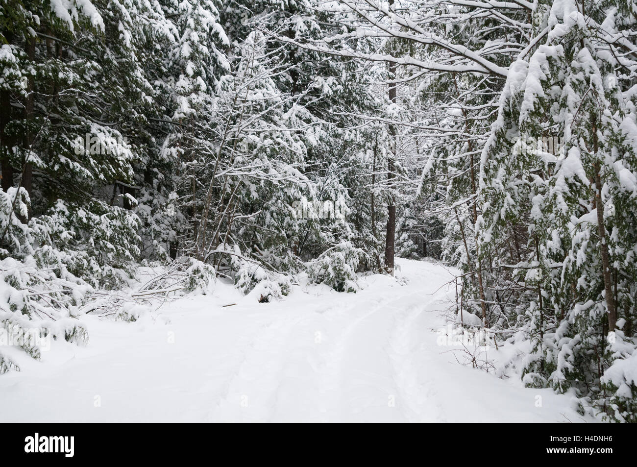snow covered forest in winter Stock Photo - Alamy