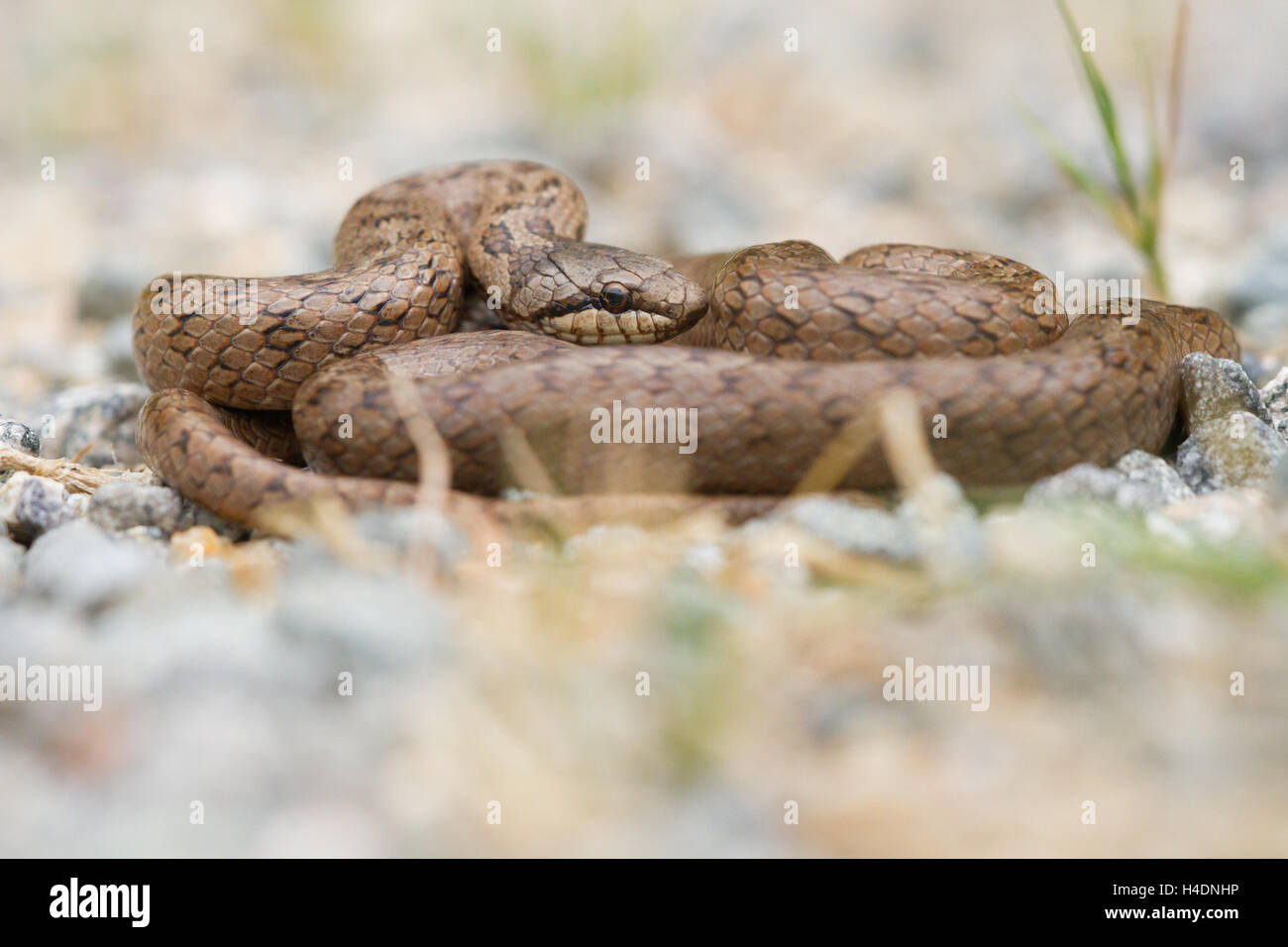 Smooth snake hi-res stock photography and images - Alamy