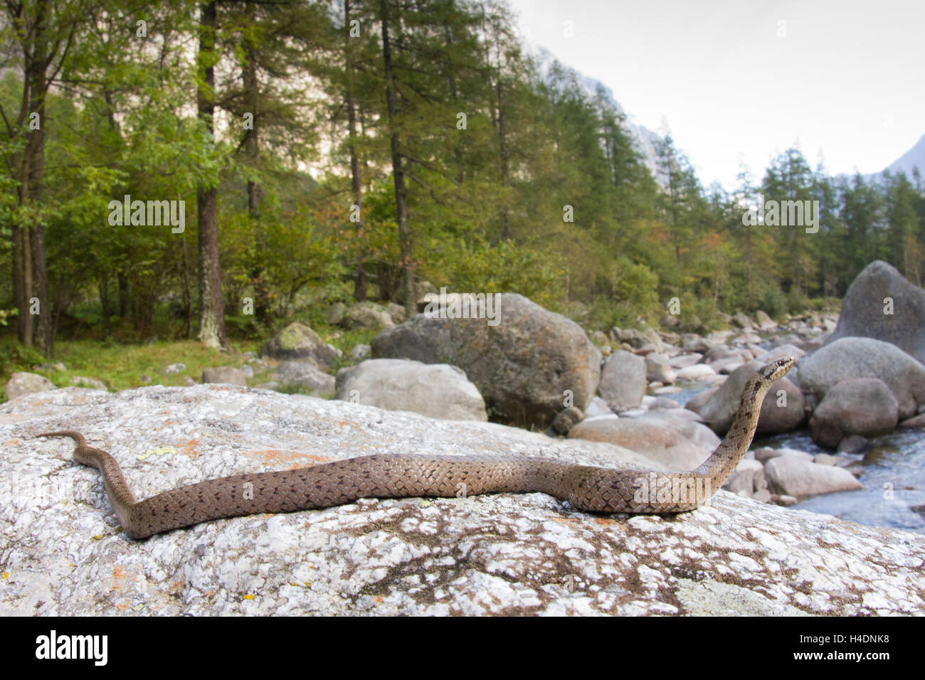 Smooth snake (Coronella austriaca) along an Alpine river Stock Photo ...