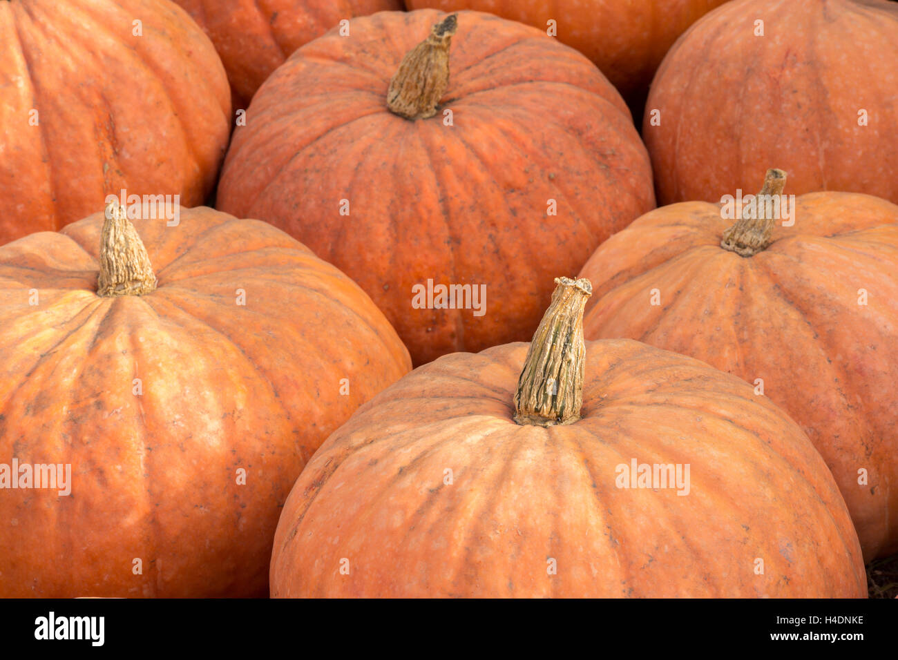 Indian squash hi-res stock photography and images - Alamy